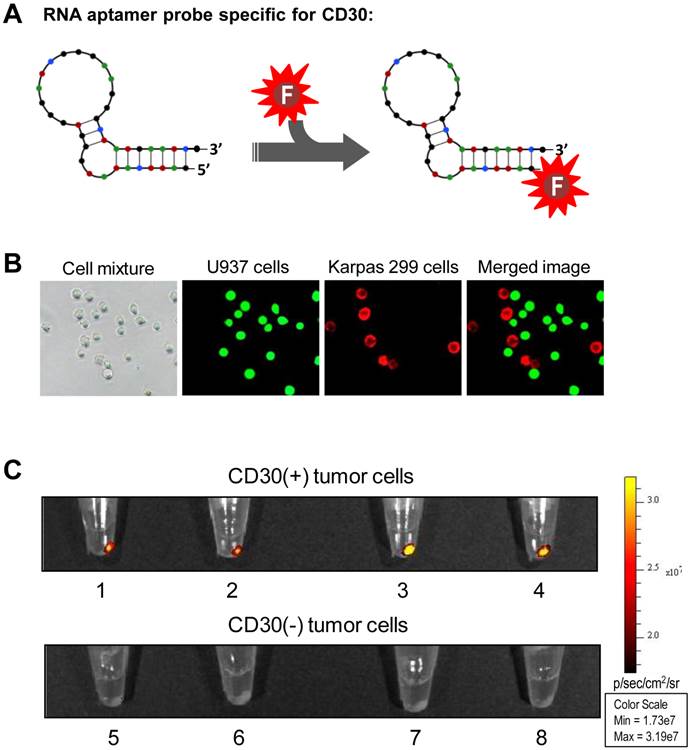 Specific and Sensitive Tumor Imaging Using Biostable Oligonucleotide ...