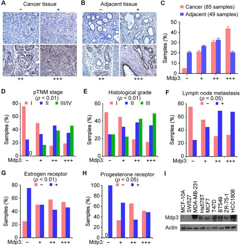 Microtubule-Associated Protein Mdp3 Promotes Breast Cancer Growth and ...