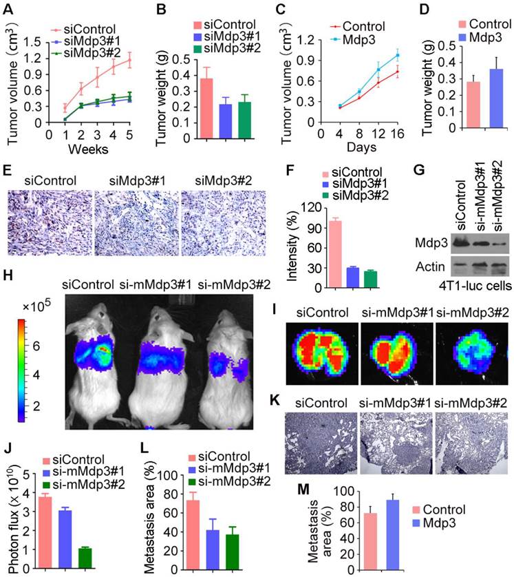 Microtubule-Associated Protein Mdp3 Promotes Breast Cancer Growth and ...