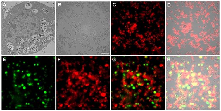 Photostimulable Near-Infrared Persistent Luminescent Nanoprobes for ...