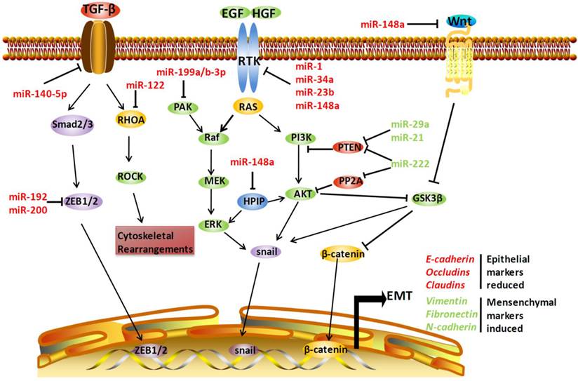 MicroRNAs Associated With HBV Infection And HBV-related HCC