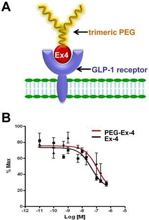 PEGylated Exendin-4, a Modified GLP-1 Analog Exhibits More Potent ...