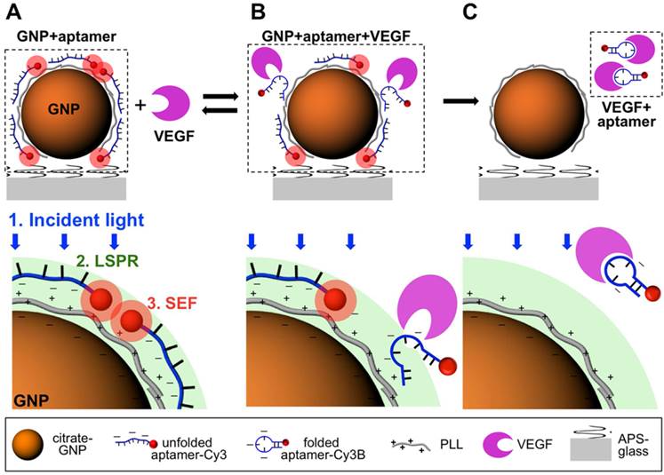 Aptamers: Active Targeting Ligands for Cancer Diagnosis and Therapy