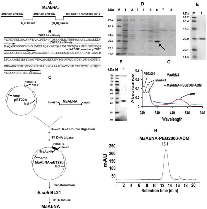 Small Sized EGFR1 and HER2 Specific Bifunctional Antibody for Targeted ...