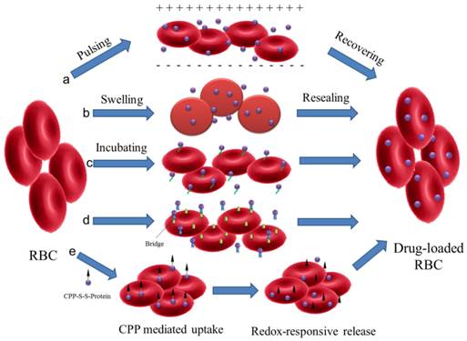 Cell or Cell Membrane-Based Drug Delivery Systems