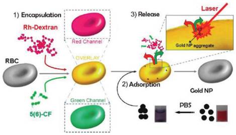 Cell or Cell Membrane-Based Drug Delivery Systems