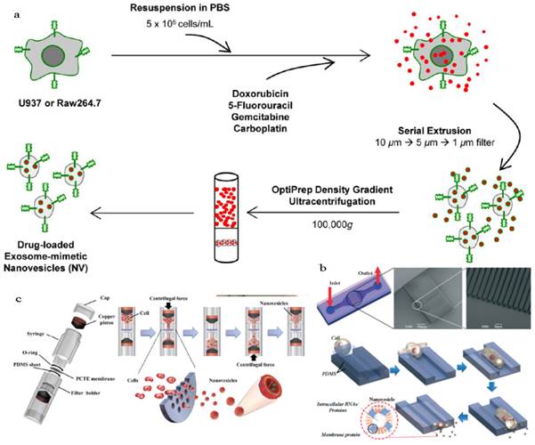Cell or Cell Membrane-Based Drug Delivery Systems