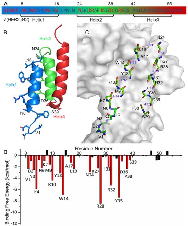 Structure-based Design of Peptides with High Affinity and Specificity ...
