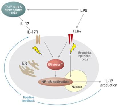 Blockade of Interplay between IL-17A and Endoplasmic Reticulum Stress ...