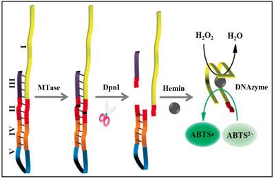 DNA Methyltransferase Activity Assays: Advances and Challenges