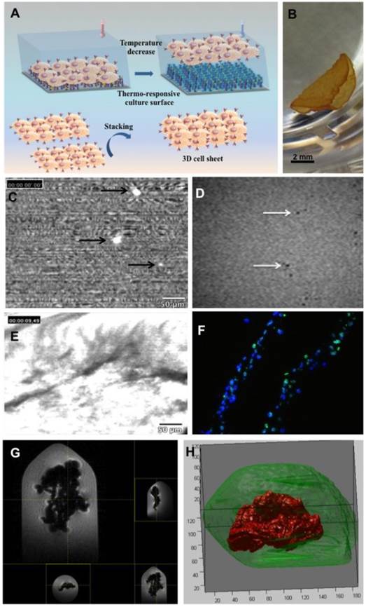 Designing 3D Mesenchymal Stem Cell Sheets Merging Magnetic and ...