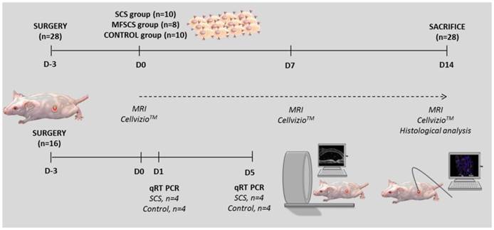 Designing 3D Mesenchymal Stem Cell Sheets Merging Magnetic and ...