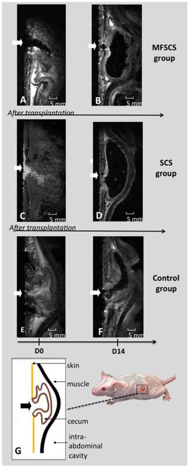 Designing 3D Mesenchymal Stem Cell Sheets Merging Magnetic and ...