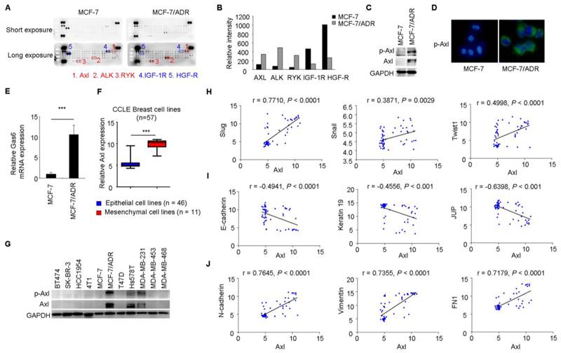 Gas6/Axl Axis Contributes to Chemoresistance and Metastasis in Breast ...