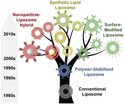 Recent Developments of Liposomes as Nanocarriers for Theranostic ...