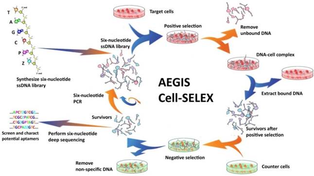 Generating Cell Targeting Aptamers for Nanotheranostics Using Cell-SELEX