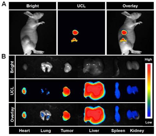 Novel Cs-Based Upconversion Nanoparticles as Dual-Modal CT and UCL ...