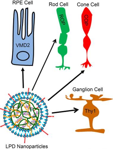 Cell-Specific Promoters Enable Lipid-Based Nanoparticles to Deliver ...