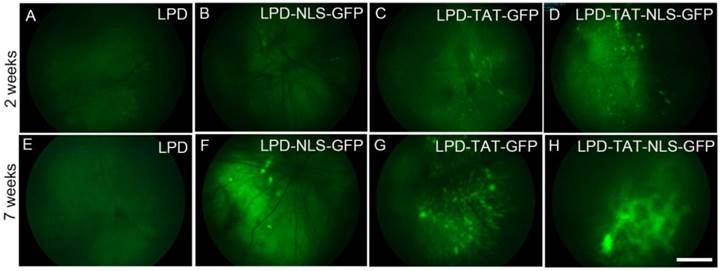 Cell-Specific Promoters Enable Lipid-Based Nanoparticles to Deliver ...