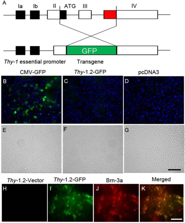 Cell-Specific Promoters Enable Lipid-Based Nanoparticles to Deliver ...