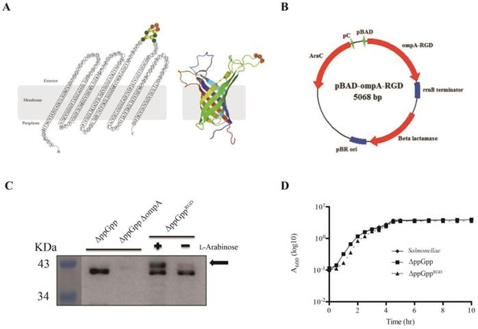 RGD Peptide Cell-Surface Display Enhances the Targeting and Therapeutic ...