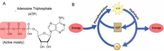 Optical Aptasensors for Adenosine Triphosphate