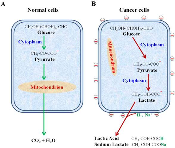 Targeting Negative Surface Charges of Cancer Cells by Multifunctional ...