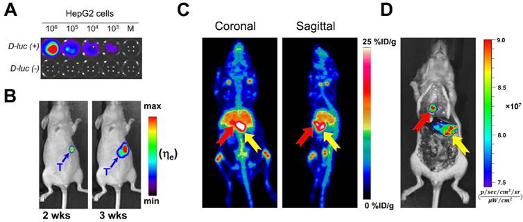 CD146-targeted immunoPET and NIRF Imaging of Hepatocellular Carcinoma ...