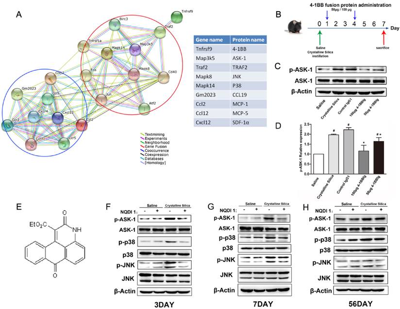 Blocking the 4-1BB Pathway Ameliorates Crystalline Silica-induced Lung ...