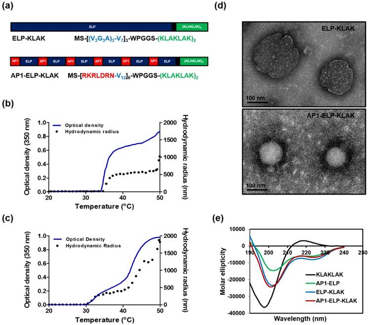 Multivalent Targeting Based Delivery of Therapeutic Peptide using AP1 ...