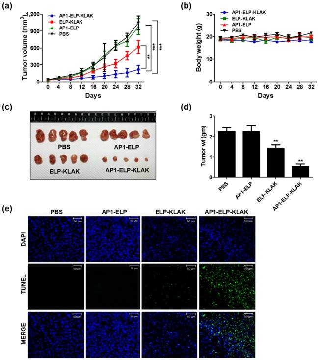 Multivalent Targeting Based Delivery of Therapeutic Peptide using AP1 ...
