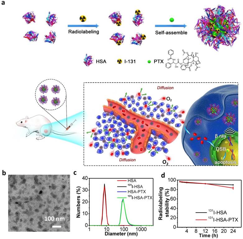 Radionuclide I-131 Labeled Albumin-Paclitaxel Nanoparticles for ...