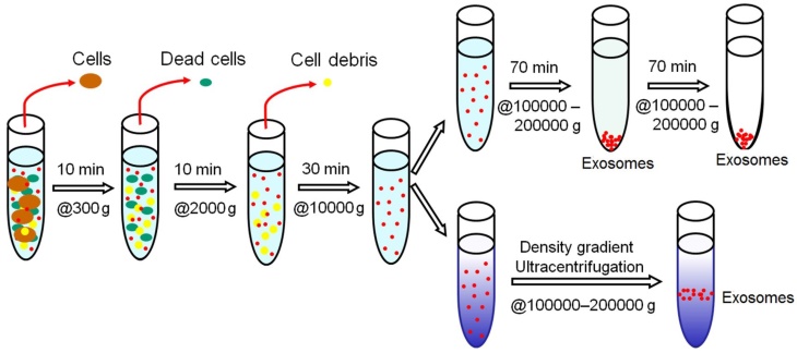 Progress in Exosome Isolation Techniques