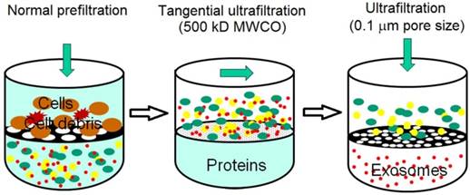 Progress in Exosome Isolation Techniques