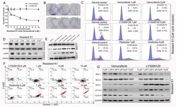 Obatoclax and LY3009120 Efficiently Overcome Vemurafenib Resistance in ...