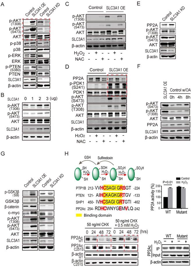 Cysteine transporter SLC3A1 promotes breast cancer tumorigenesis