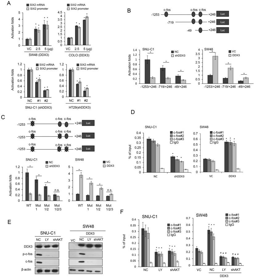 The YAP1/SIX2 axis is required for DDX3-mediated tumor aggressiveness ...