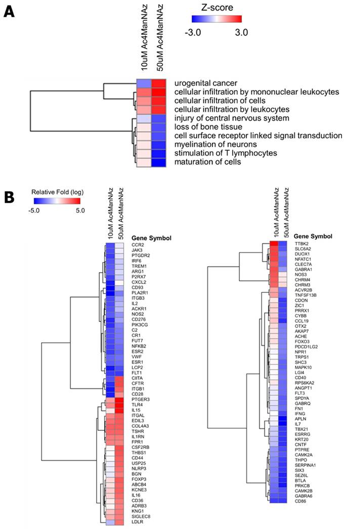 Physiological Effects of Ac4ManNAz and Optimization of Metabolic ...