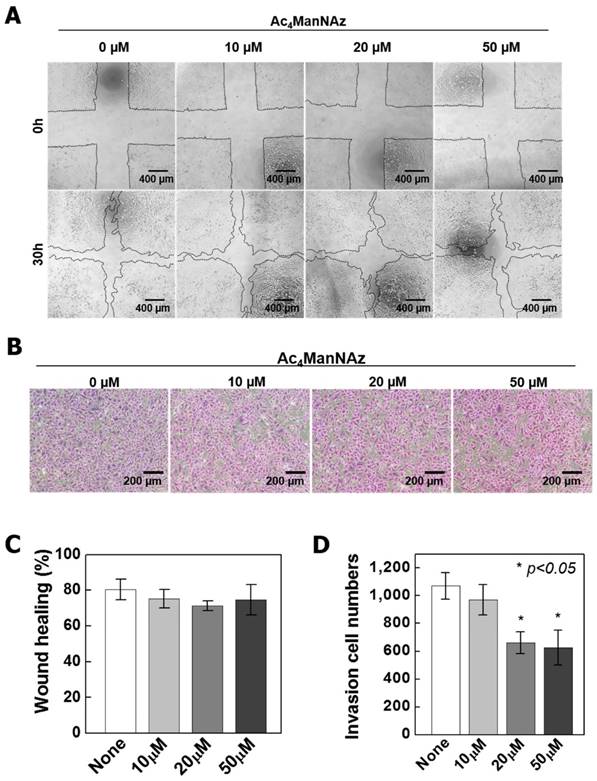 Physiological Effects of Ac4ManNAz and Optimization of Metabolic ...