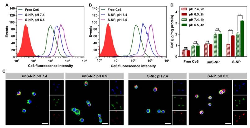 Design of Tumor Acidity-Responsive Sheddable Nanoparticles for ...