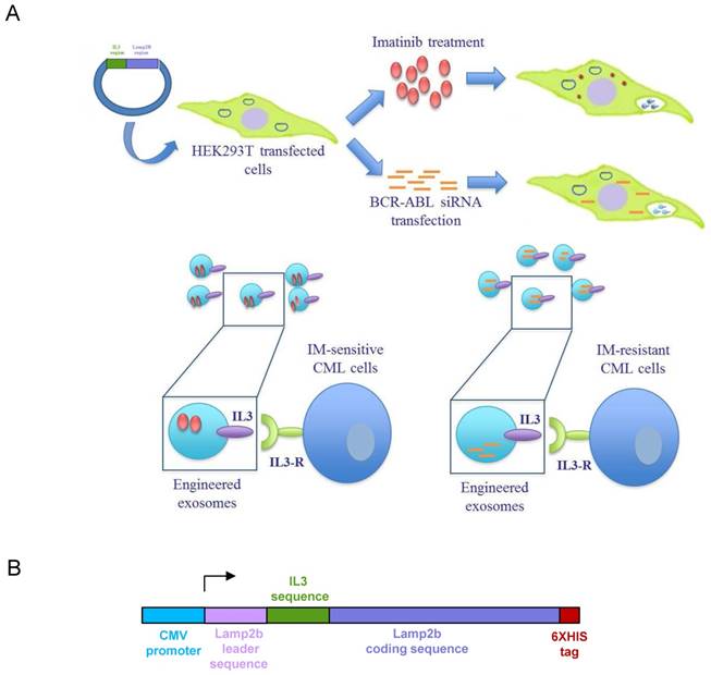 Interleukin 3- receptor targeted exosomes inhibit in vitro and in vivo ...