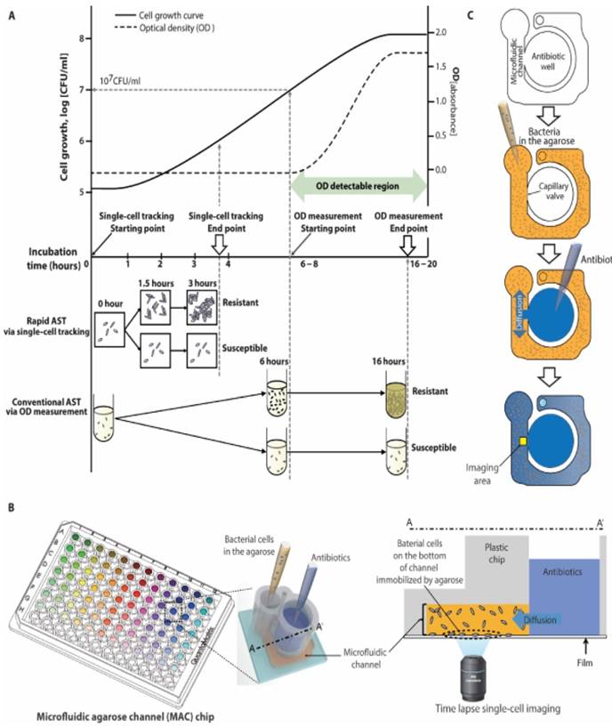 Current and emerging techniques for antibiotic susceptibility tests