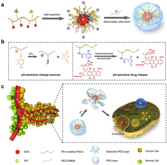 Dual-pH Sensitive Charge-reversal Nanocomplex for Tumor-targeted Drug ...