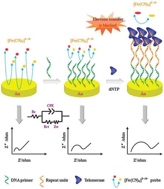 Advances in the detection of telomerase activity using isothermal ...