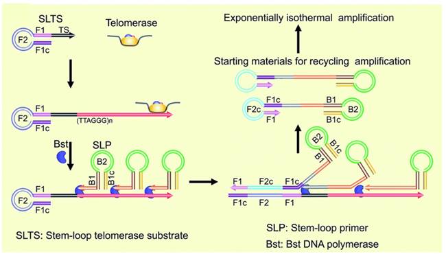 Advances in the detection of telomerase activity using isothermal ...