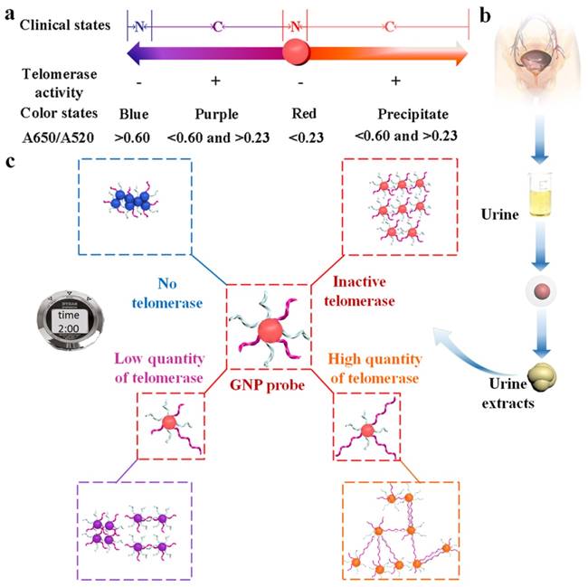 Advances in the detection of telomerase activity using isothermal ...