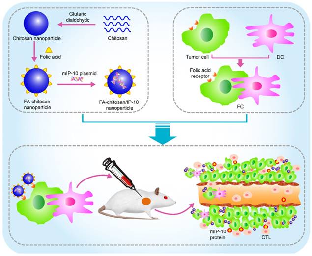 Mouse IP-10 Gene Delivered by Folate-modified Chitosan Nanoparticles ...