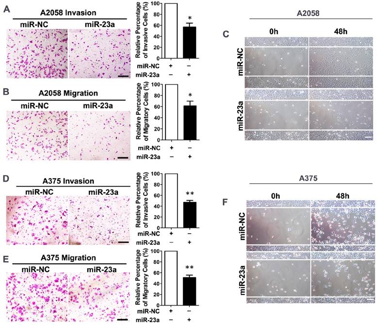 Down-regulated miR-23a Contributes to the Metastasis of Cutaneous ...