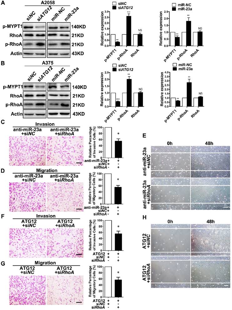 Down-regulated miR-23a Contributes to the Metastasis of Cutaneous ...