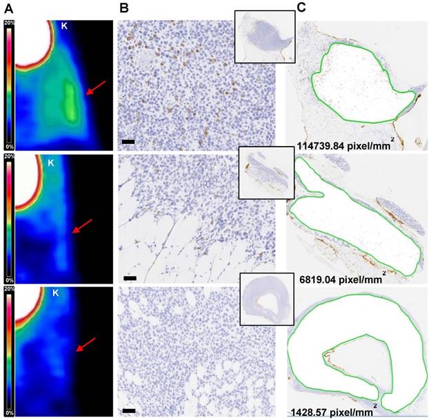 In-depth Characterization of a TCR-specific Tracer for Sensitive ...